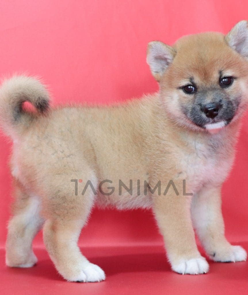 Keiko (เคโกะ) | Tagnimal