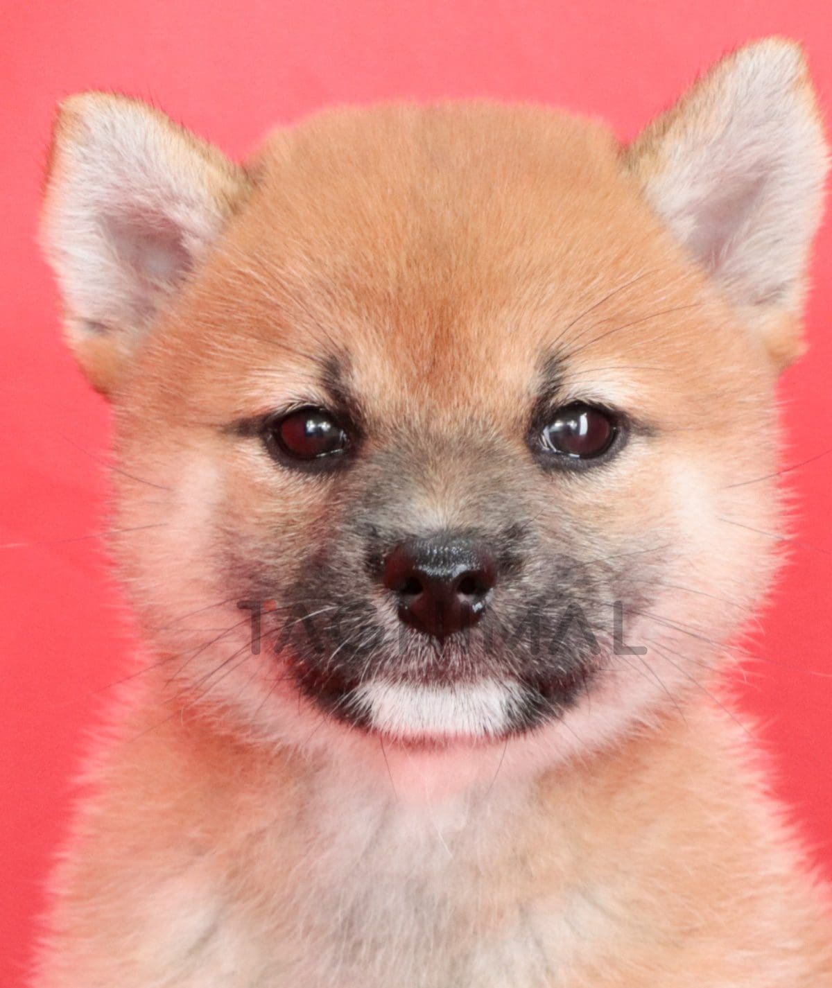 Keiko (เคโกะ) | Tagnimal