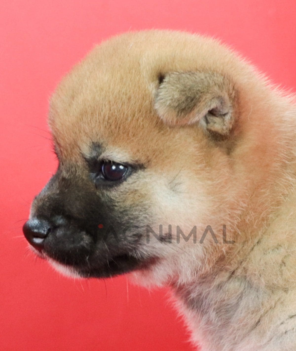 Keiko (เคโกะ) | Tagnimal