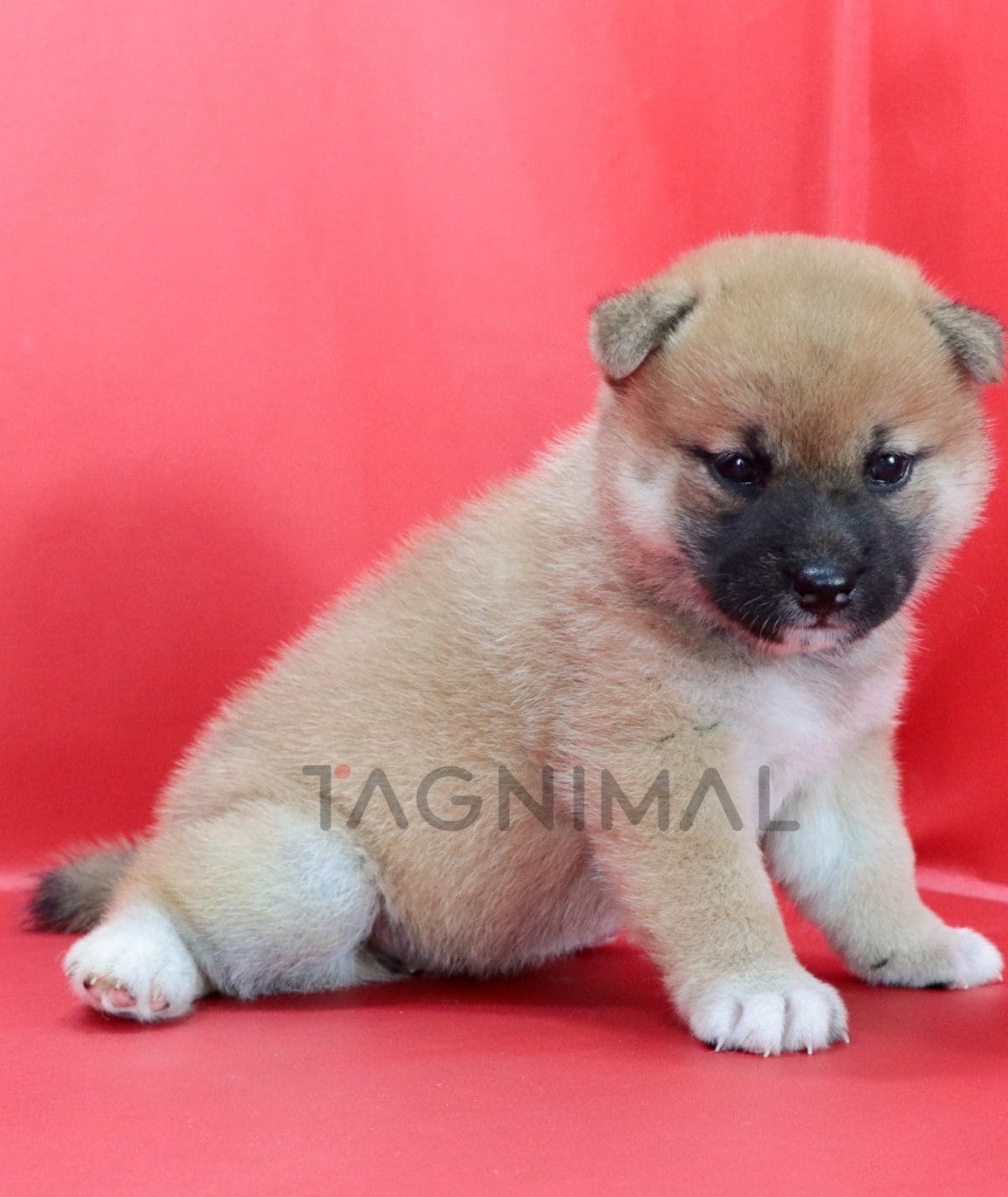 Keiko (เคโกะ) | Tagnimal