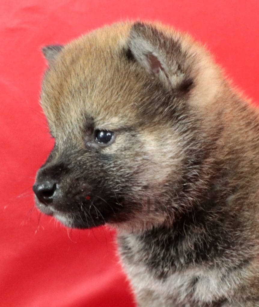 Kenjiro (เคนจิโร่) | Tagnimal