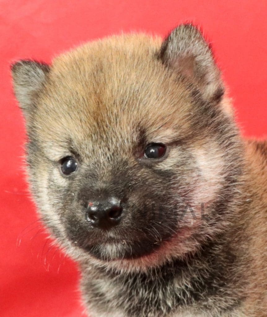 Kenjiro (เคนจิโร่) | Tagnimal