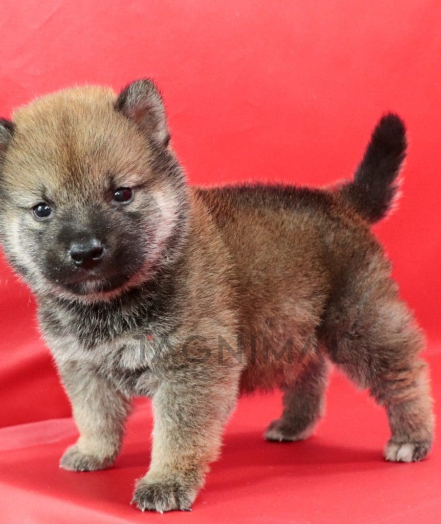 Kenjiro (เคนจิโร่) | Tagnimal