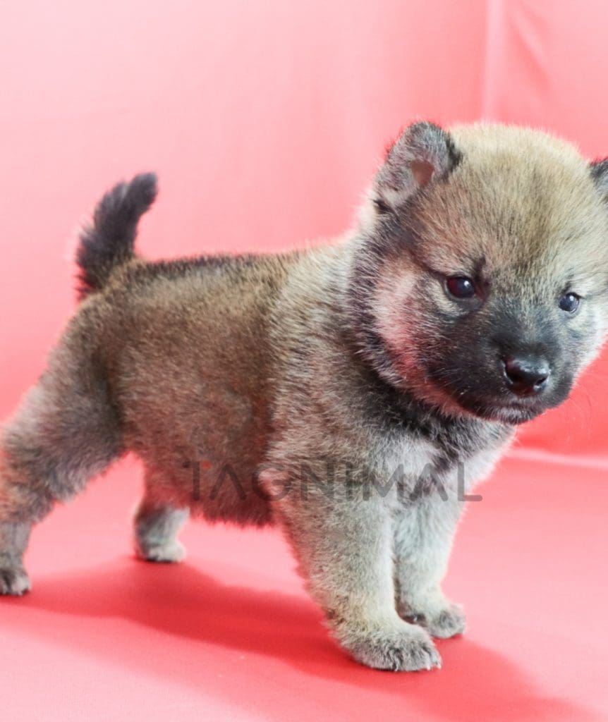 Kenjiro (เคนจิโร่) | Tagnimal