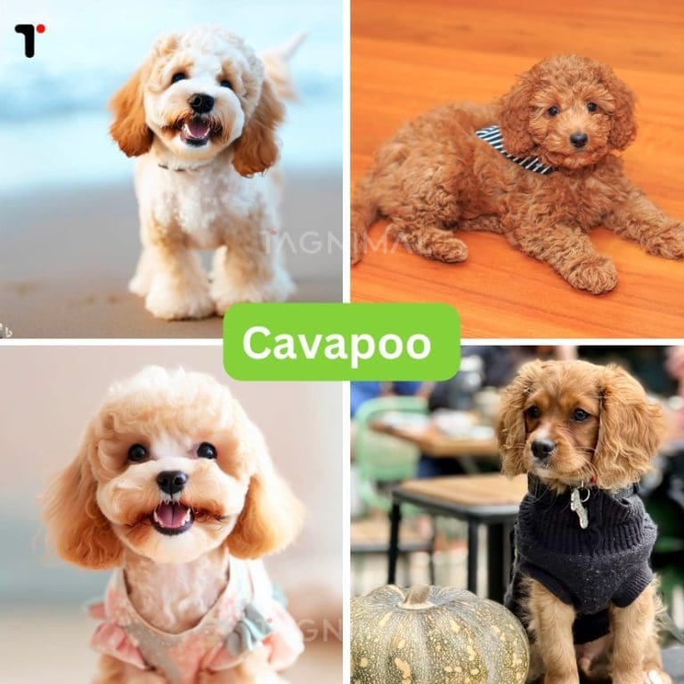 15 Hypoallergenic Dogs Don’t Shed | Tagnimal