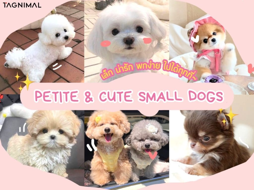 Dogs That Stay Small Forever! | Tagnimal