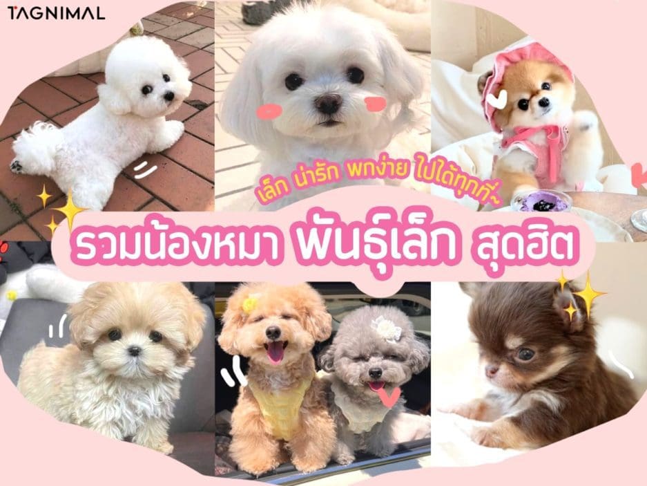 รวมน้องหมา “สายพันธุ์เล็ก” เลี้ยงง่าย | Tagnimal