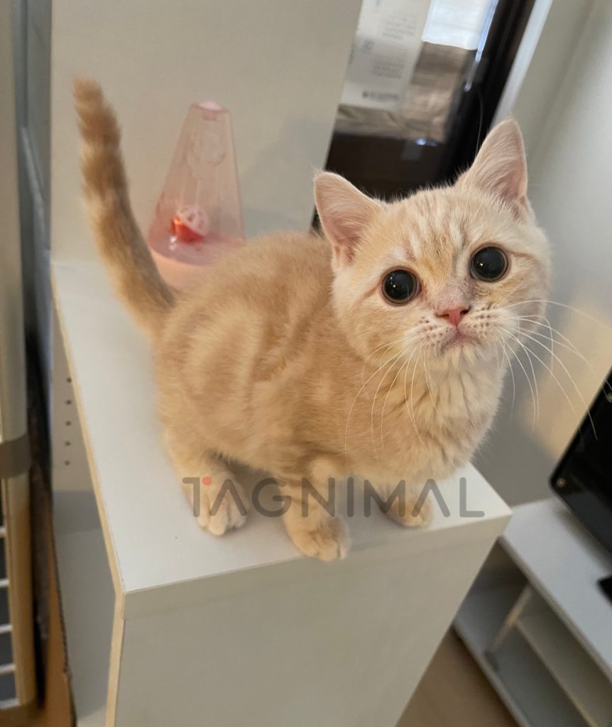 Al (อัล) | Tagnimal