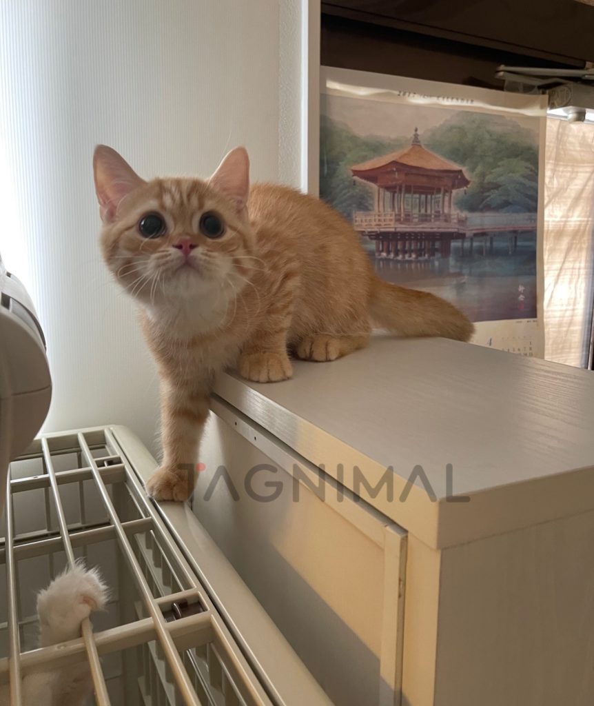 Alfie (อัลฟี่) | Tagnimal