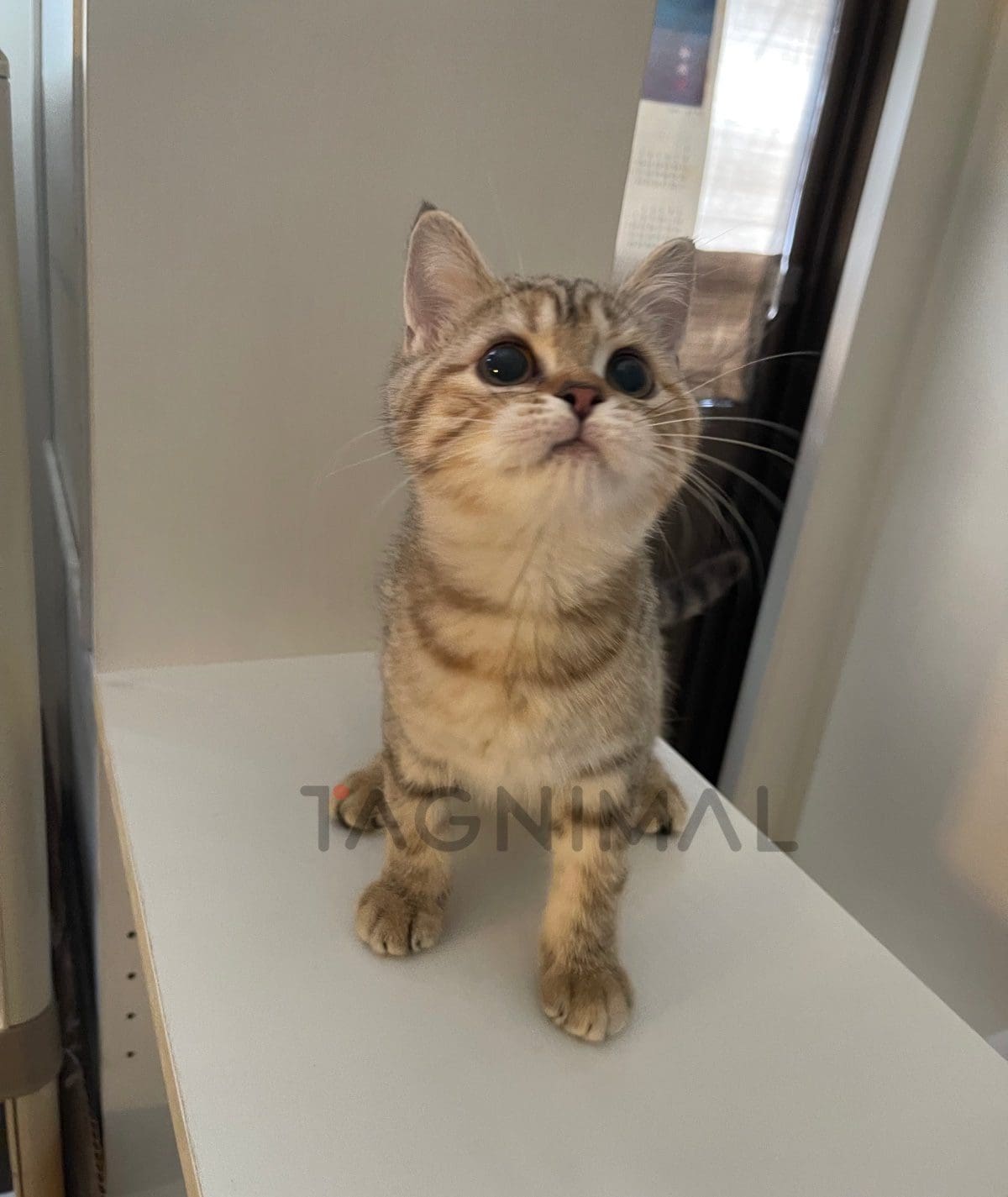 Ariel (แอเรียล) | Tagnimal