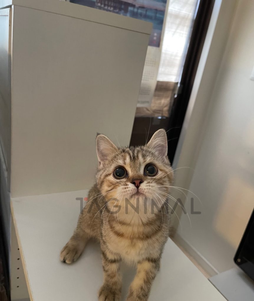 Ariel (แอเรียล) | Tagnimal