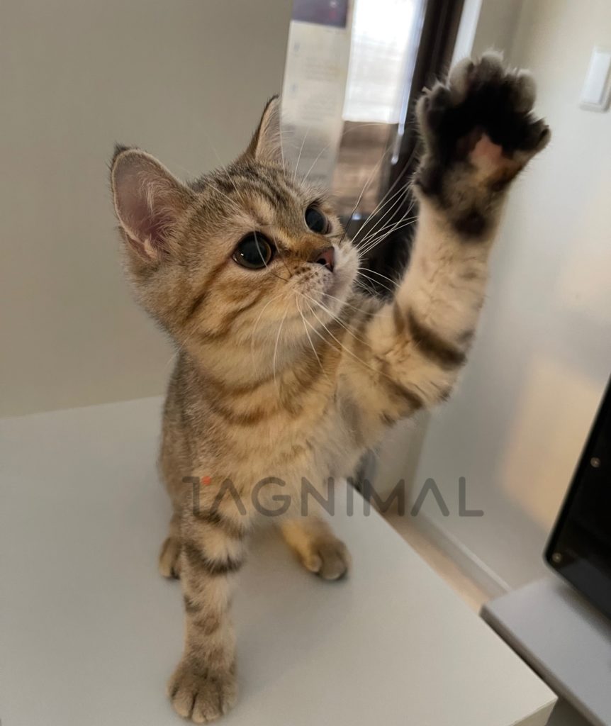 Ariel (แอเรียล) | Tagnimal