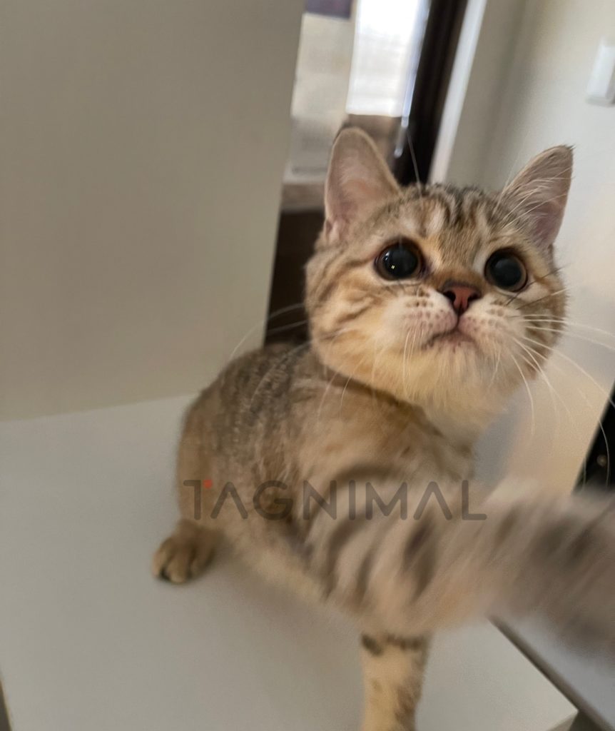 Ariel (แอเรียล) | Tagnimal