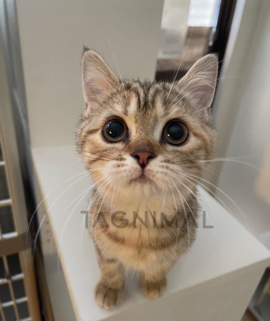 Ariel (แอเรียล) | Tagnimal