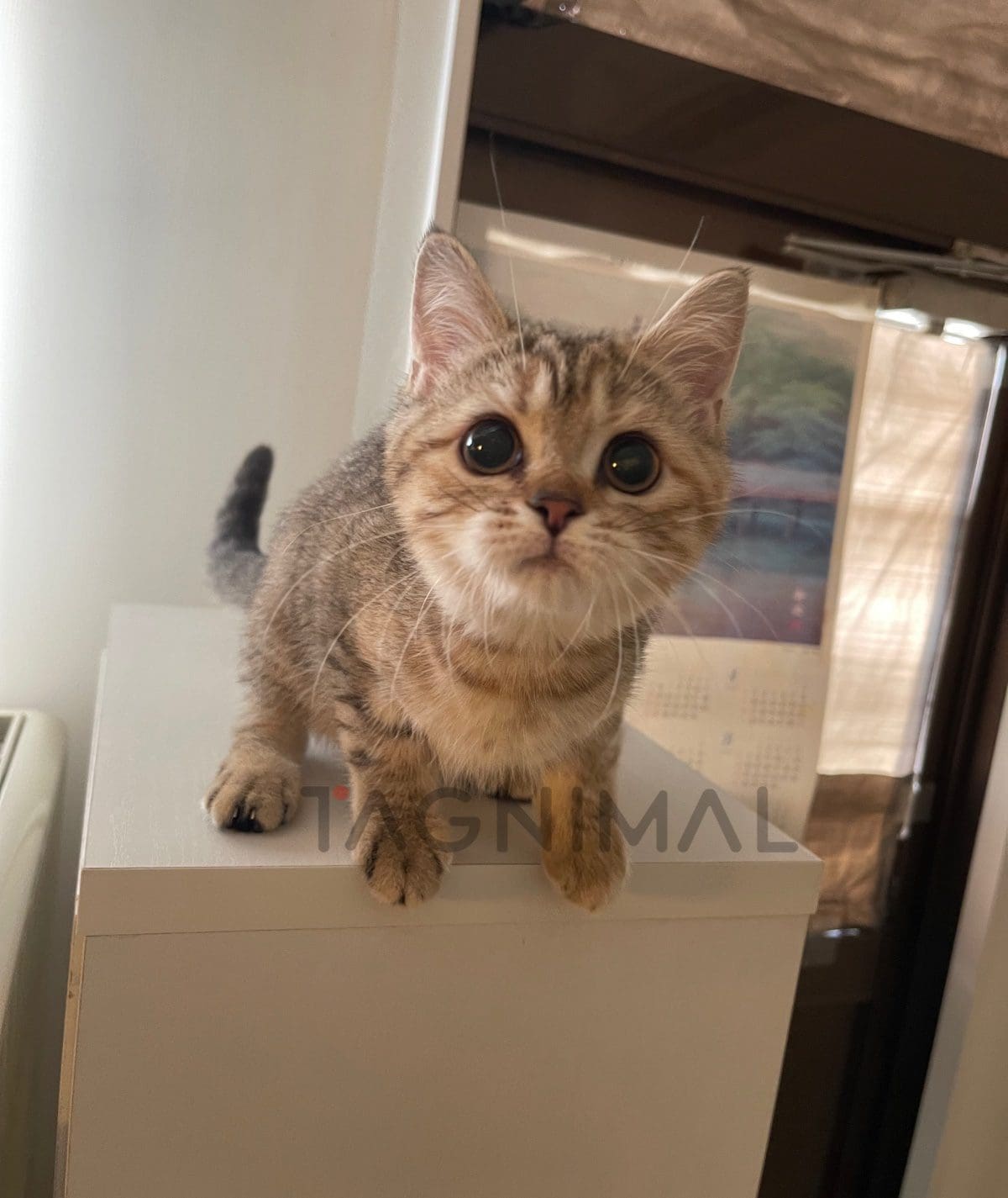 Ariel (แอเรียล) | Tagnimal