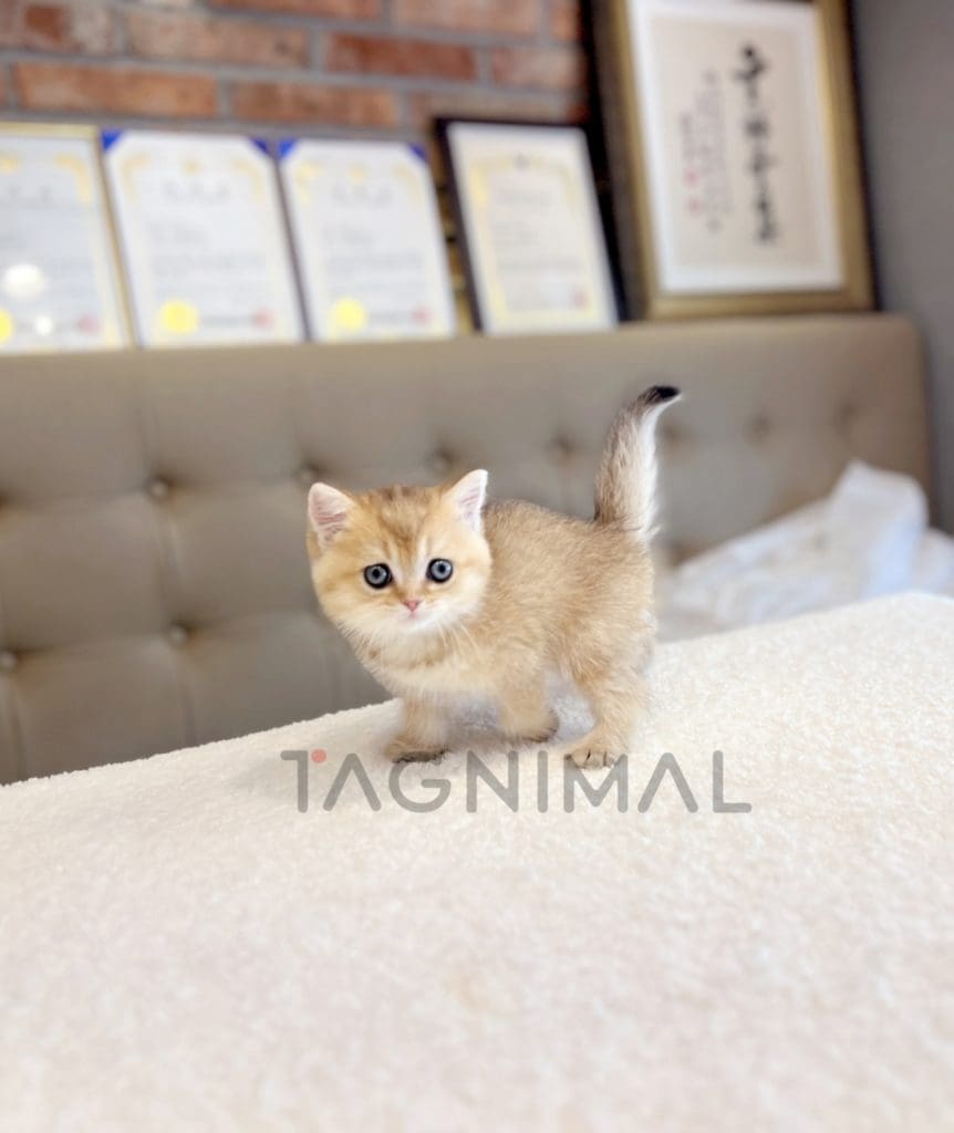 Gold (โกลด์) | Tagnimal