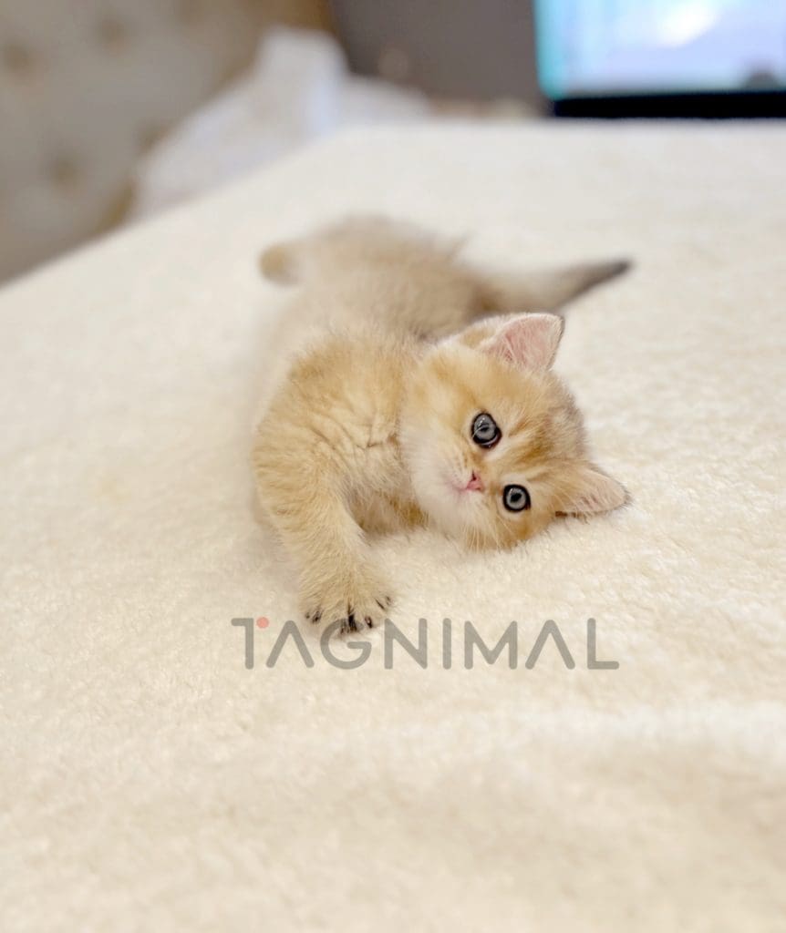 Gold (โกลด์) | Tagnimal