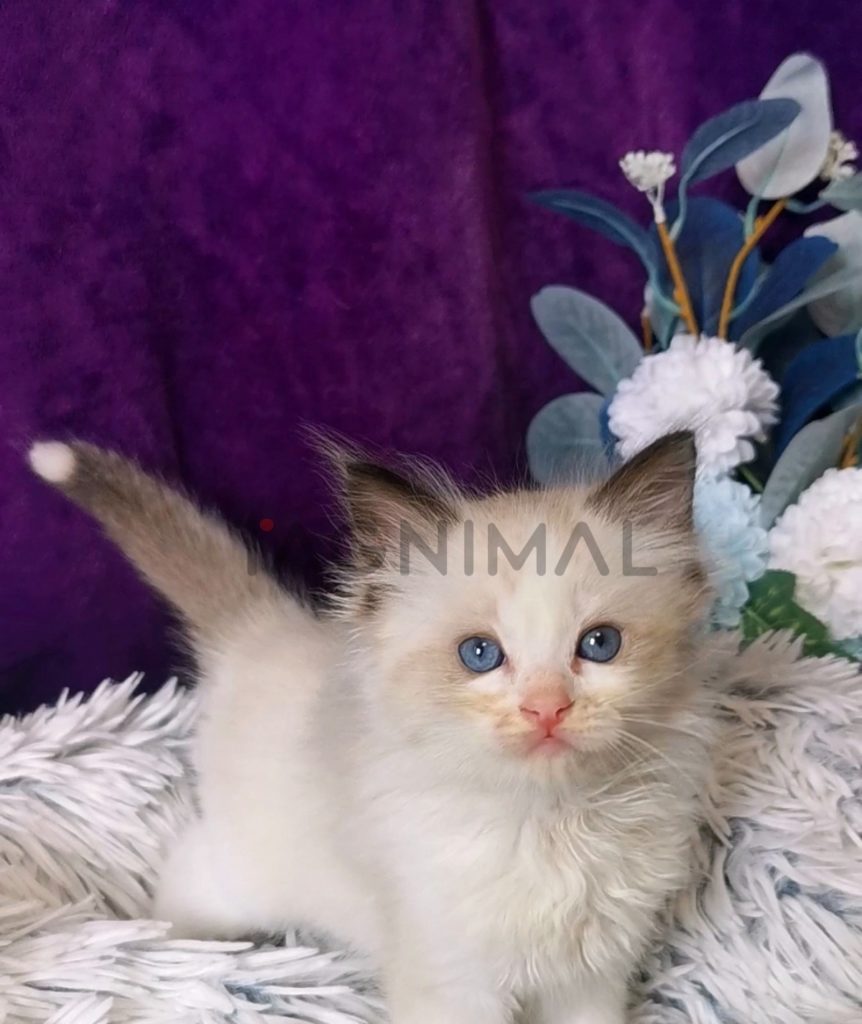 Jasper (แจสเปอร์) | Tagnimal