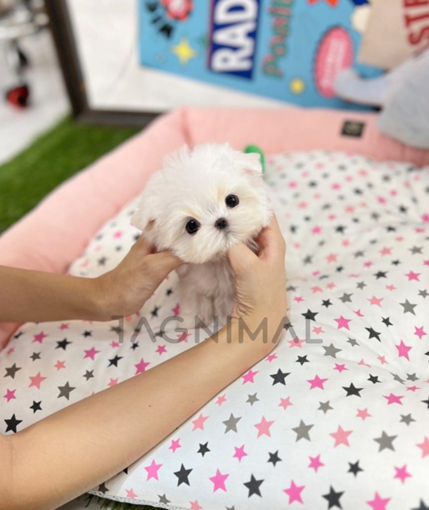 Jack (แจ็ค) | Tagnimal