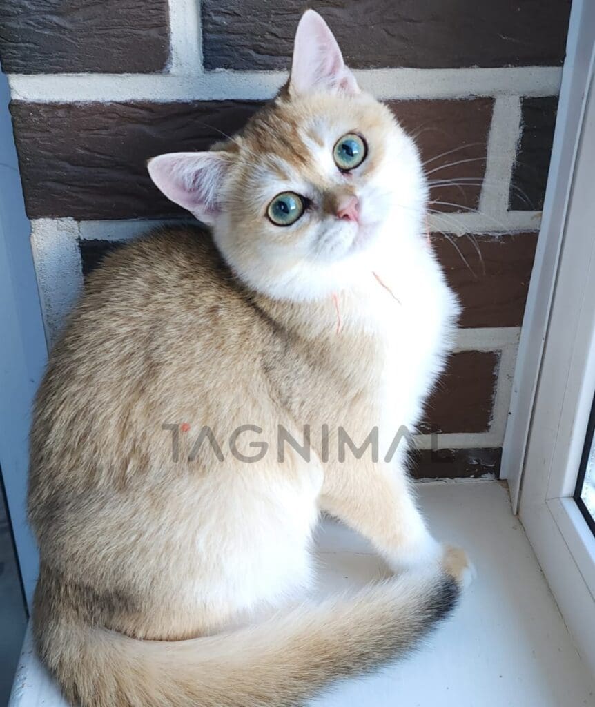 Demi (เดมี) | Tagnimal