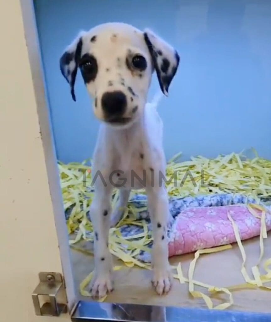 Bruce (บรูซ) | Tagnimal