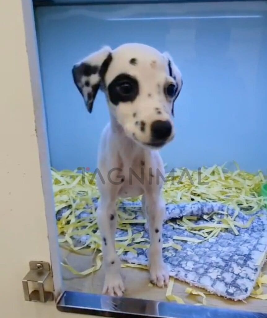 Bruce (บรูซ) | Tagnimal