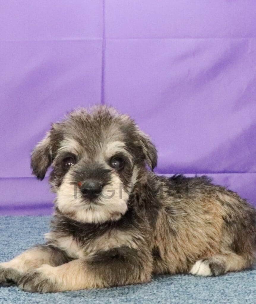 Den (เดน) | Tagnimal