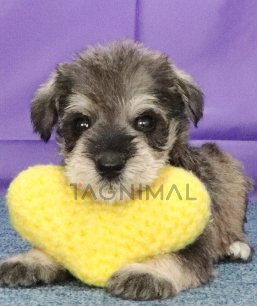 Den (เดน) | Tagnimal