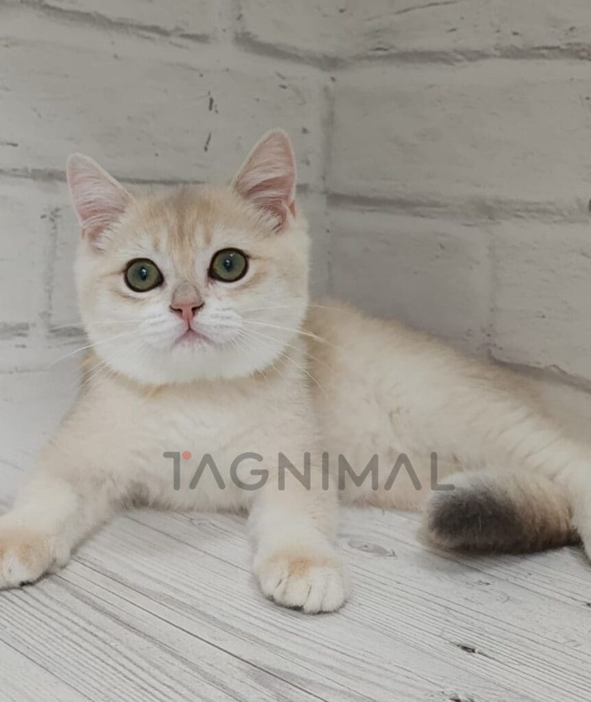 Irina (ไอรีน่า) | Tagnimal