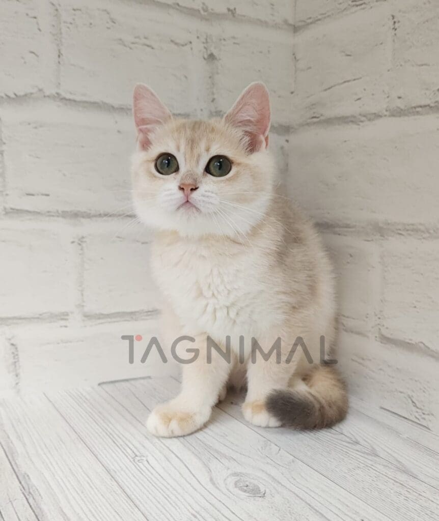 Katya (คัทย่า) | Tagnimal