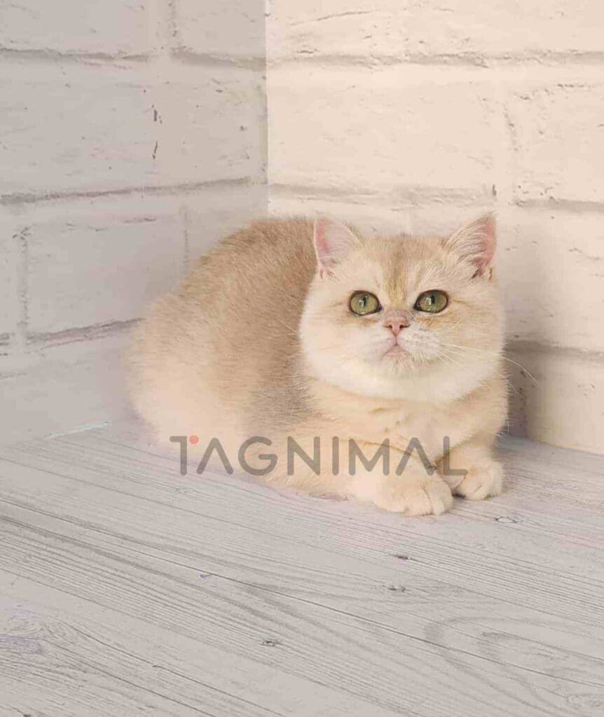 Galina (กาลินา) | Tagnimal