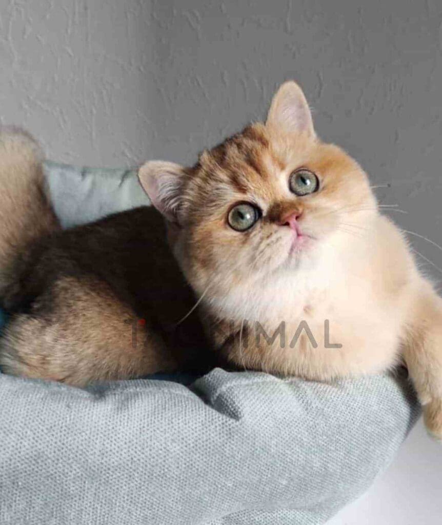 Jelena (เจเลน่า) | Tagnimal