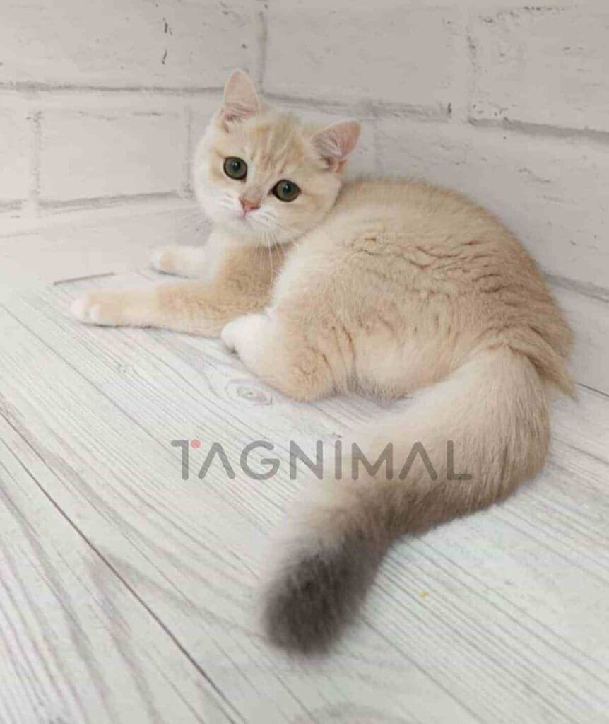 Oksana (ออคซานา) | Tagnimal