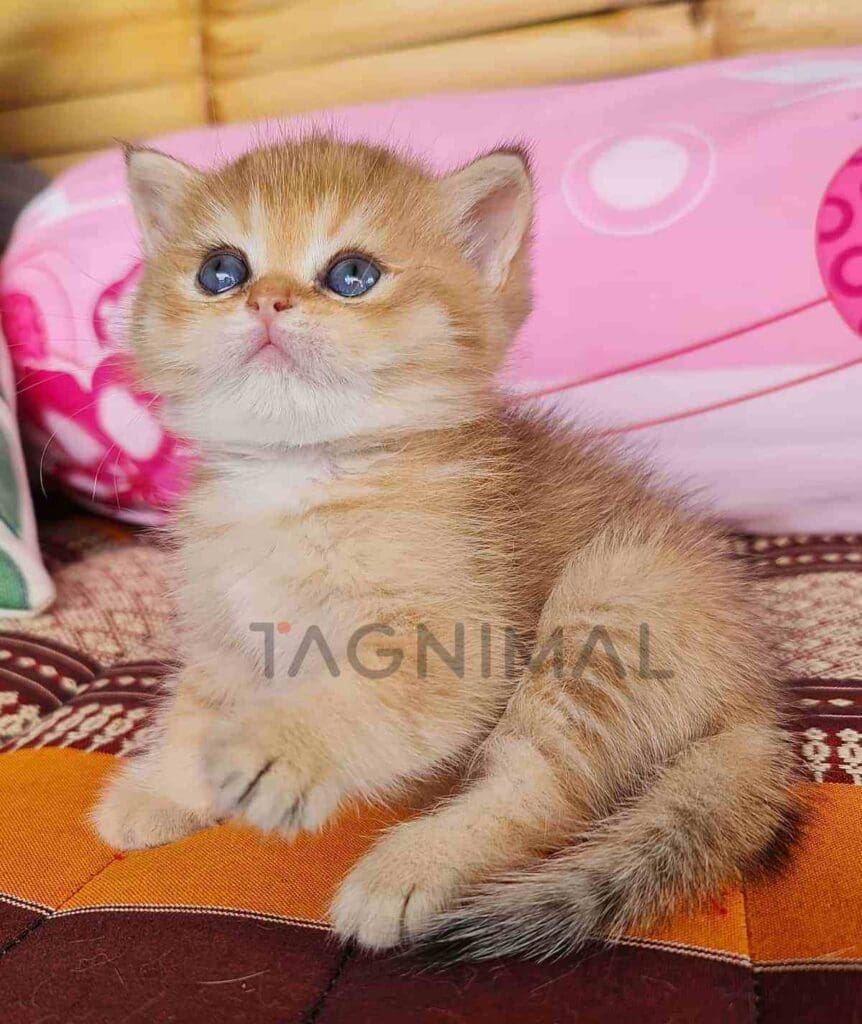 Sheila (ชีล่า) | Tagnimal