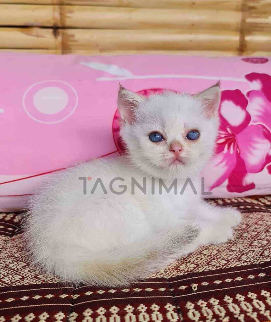 Sindi (ซินดิ) | Tagnimal