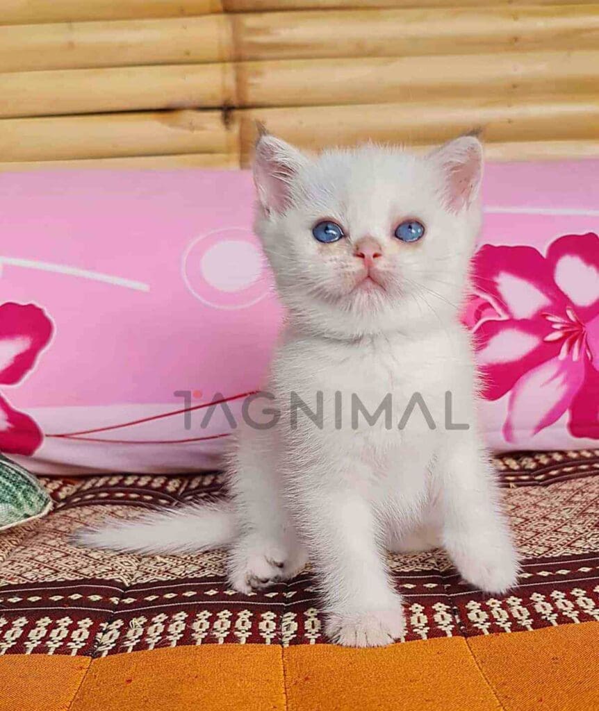 Sindi (ซินดิ) | Tagnimal