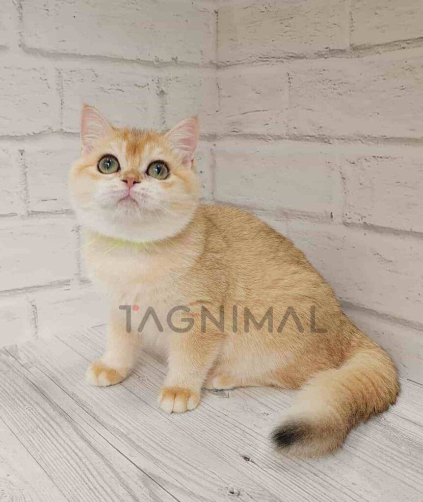 Tanya (ทันย่า) | Tagnimal