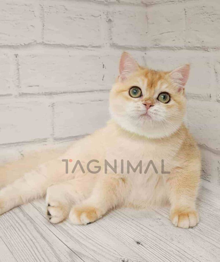 Tanya (ทันย่า) | Tagnimal