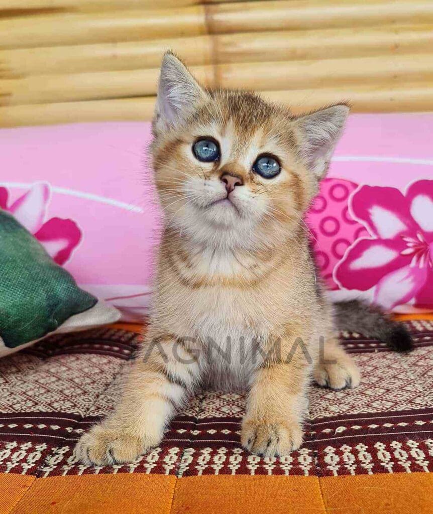 Tim (ทิม) | Tagnimal