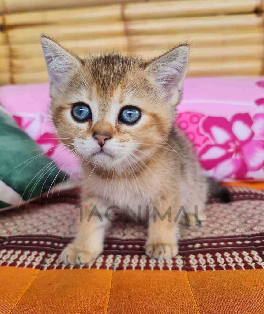 Tim (ทิม) | Tagnimal