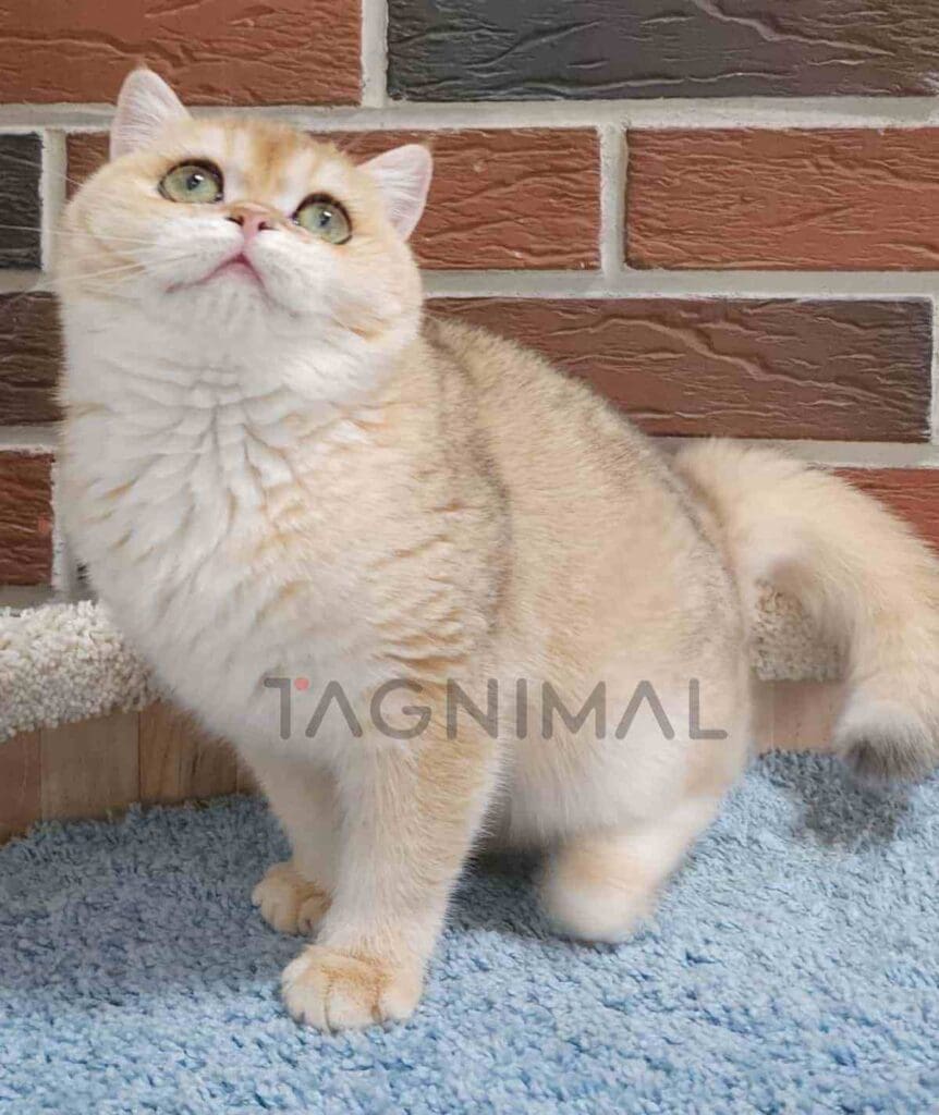 Vania (วาเนีย) | Tagnimal