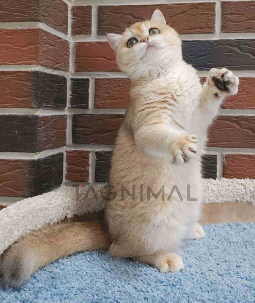 Vania (วาเนีย) | Tagnimal