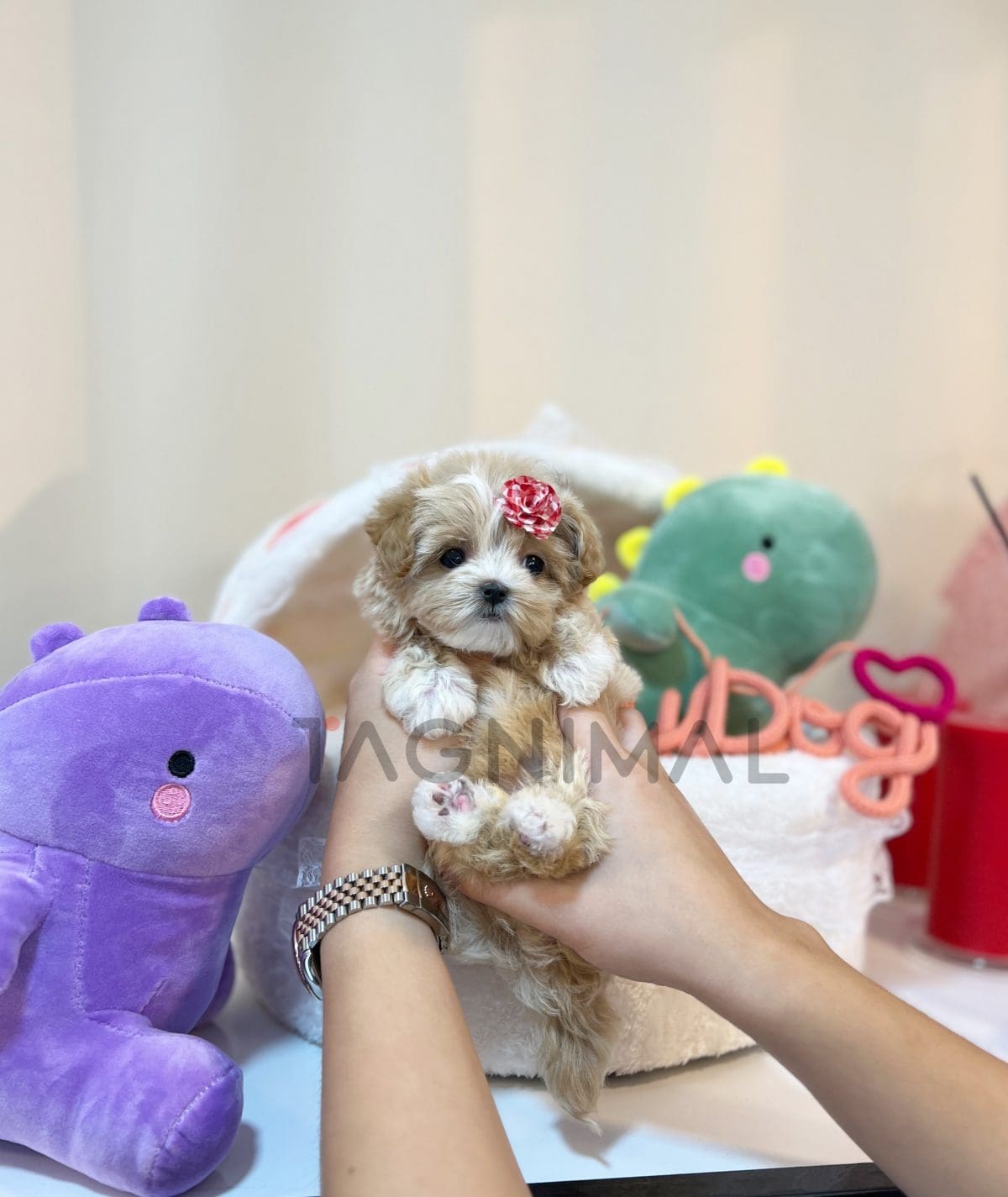 Momo (โมโม) | Tagnimal