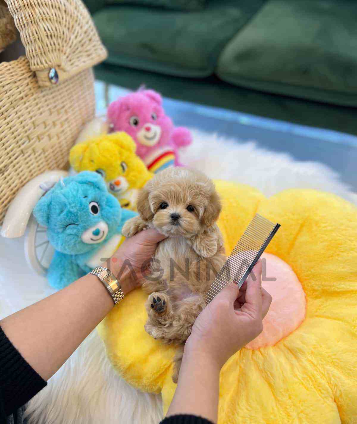 Mong (มง) | Tagnimal