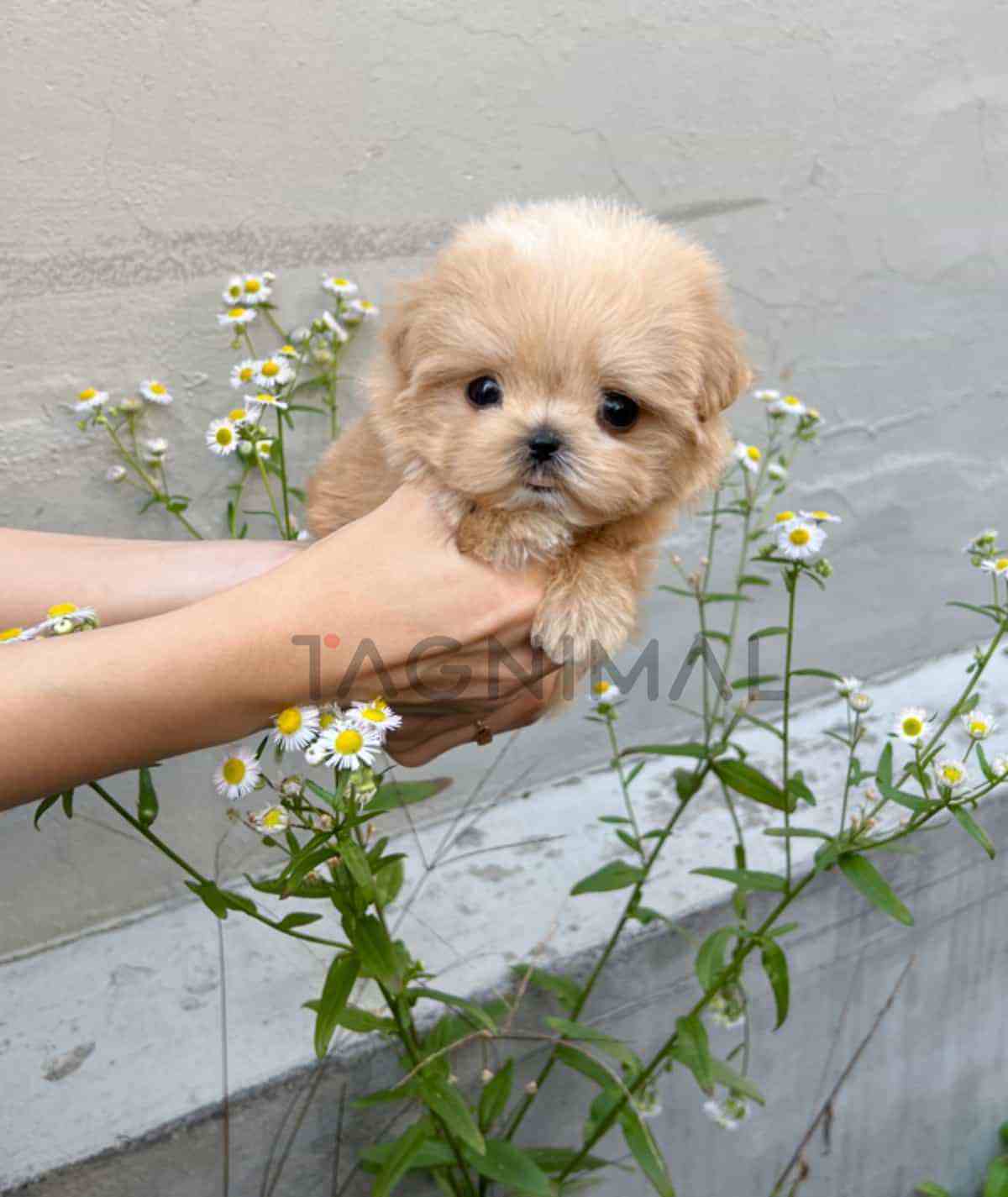 Winnie (วินนี่) | Tagnimal