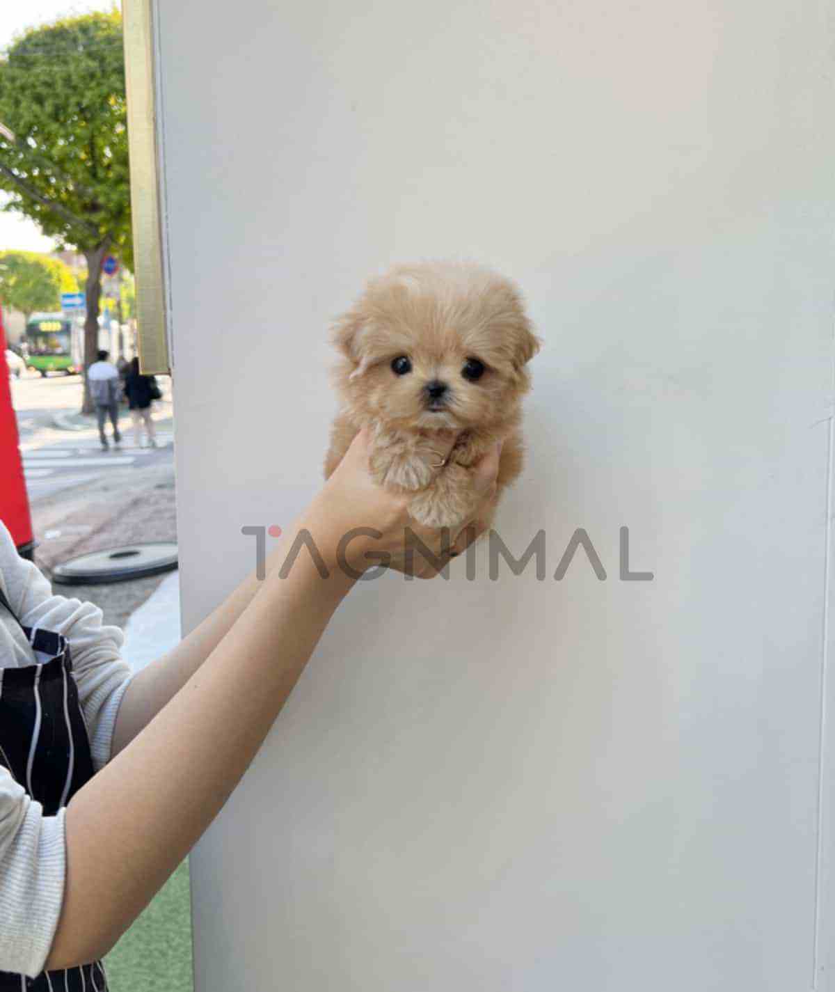 Winnie (วินนี่) | Tagnimal