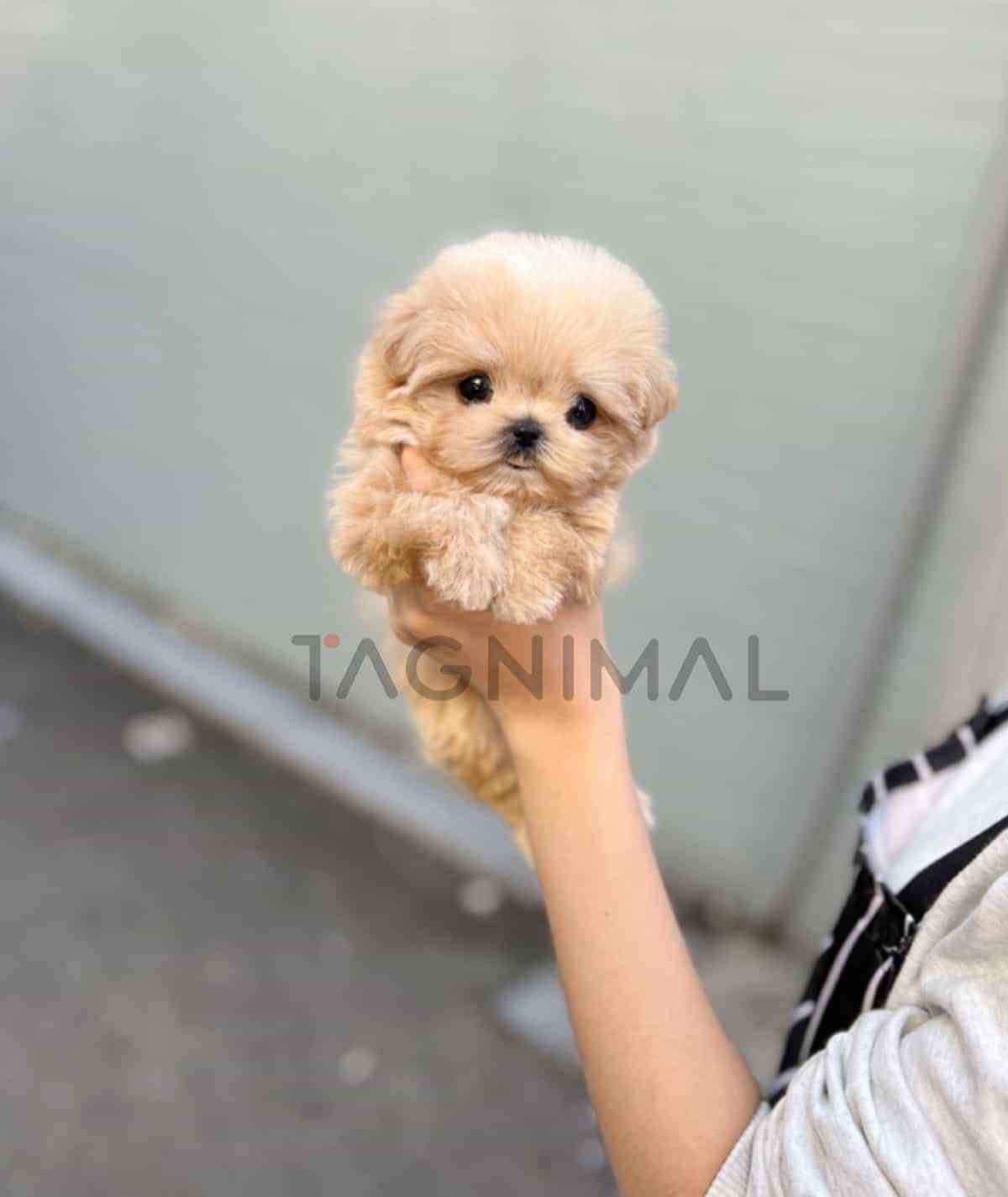 Winnie (วินนี่) | Tagnimal