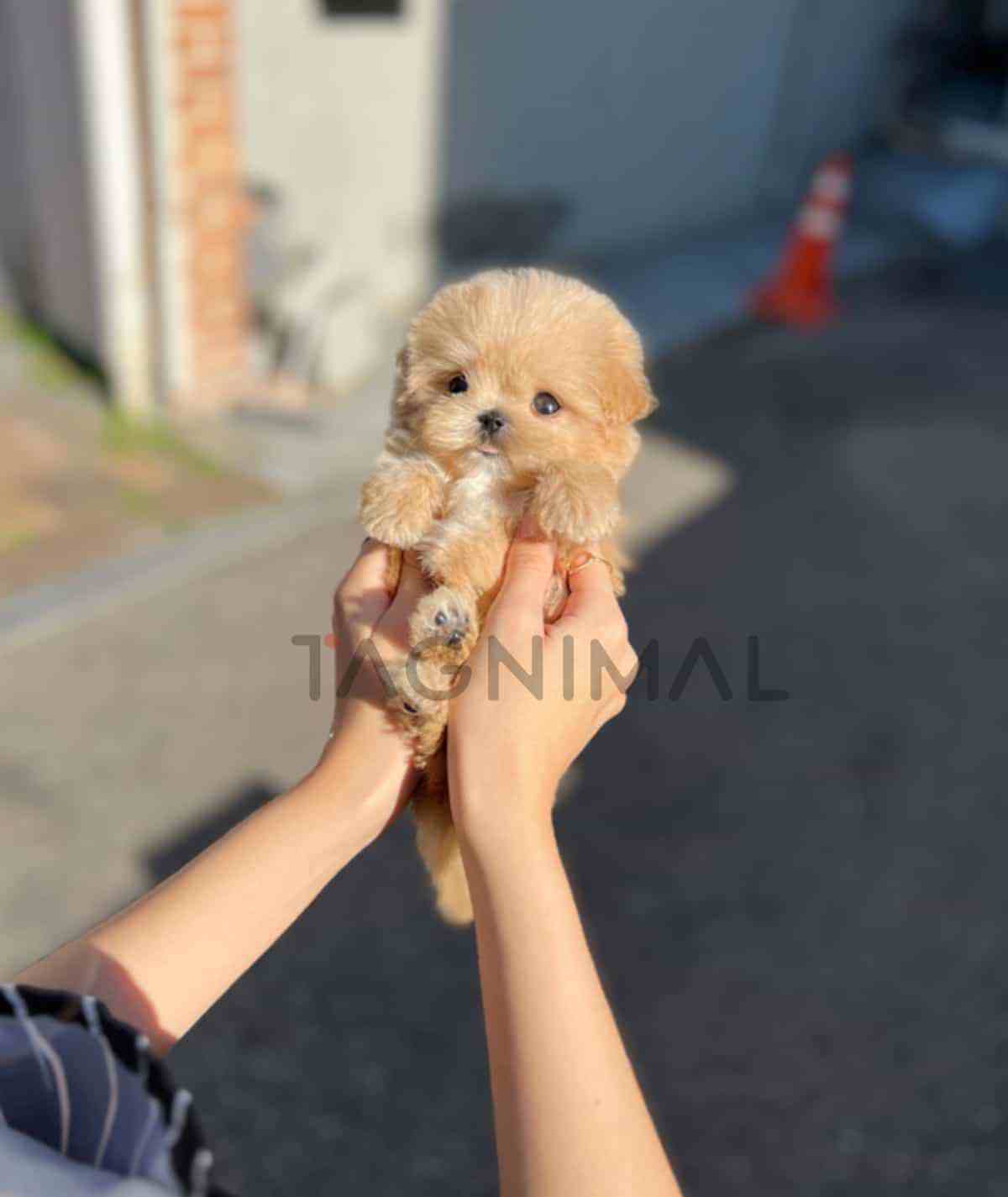 Winnie (วินนี่) | Tagnimal