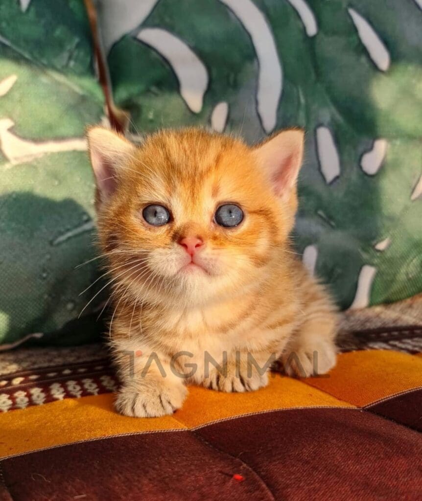 Otis (โอทิส) | Tagnimal