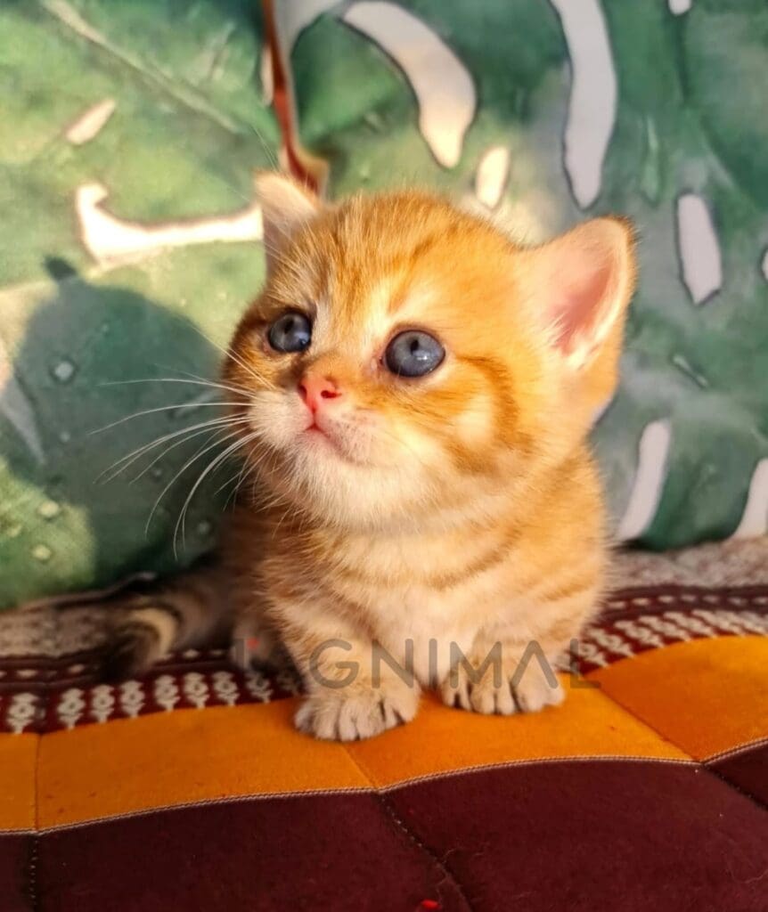 Otis (โอทิส) | Tagnimal